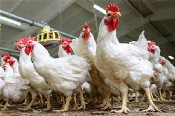Progressing J&K: Boosting Poultry Production in Jammu and Kashmir: A ...